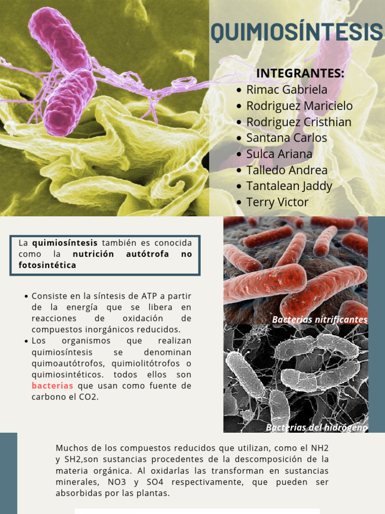 QUIMIOSÍNTESIS | PDF