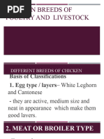 Identifying and Classifying Swine Breeds | PDF | Pig | Livestock