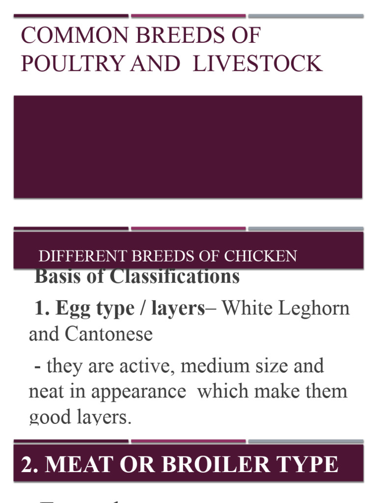 Common Breeds of Poultry and Livestock | PDF