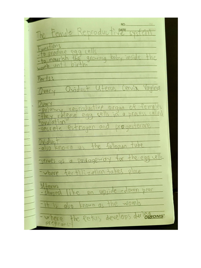 Notes on Female Reproductive System | PDF