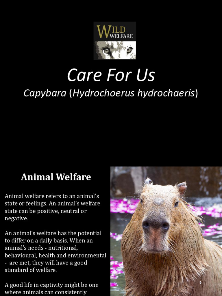 Care For Us Capybaras | PDF | Animal Welfare | Organisms