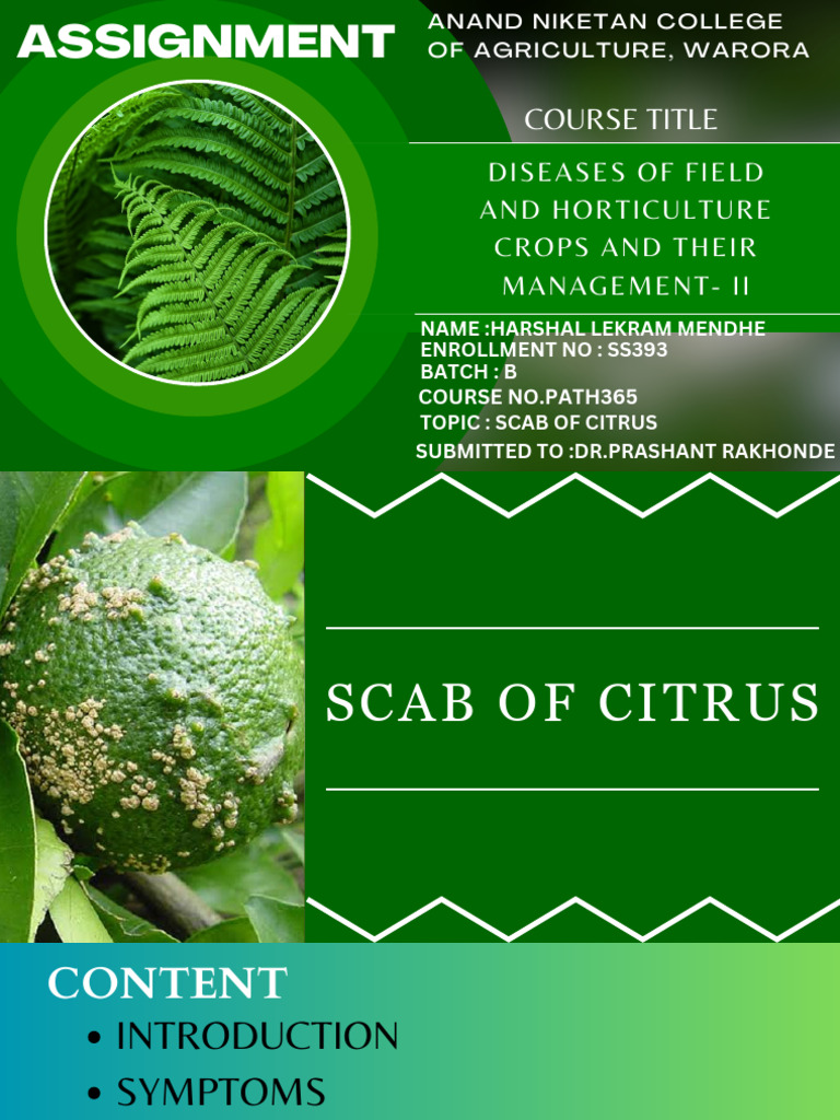 Citrus Scab Management Guide | PDF | Citrus | Botany