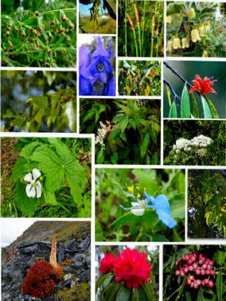 Tanish Sharma (4) | PDF