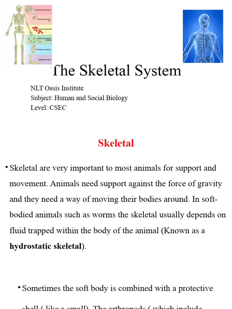 The Skeletal System Lesson | Download Free PDF | Skeleton | Joint