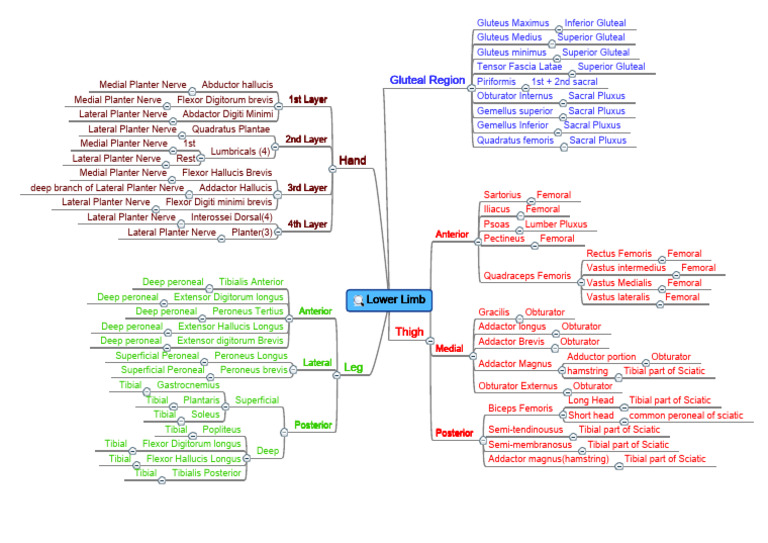 Lower Limb | Download Free PDF | Human Leg | Lower Limb Anatomy