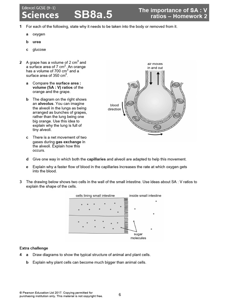 Homework 2 Importance of SA To V Ratios SB8a.5 | PDF
