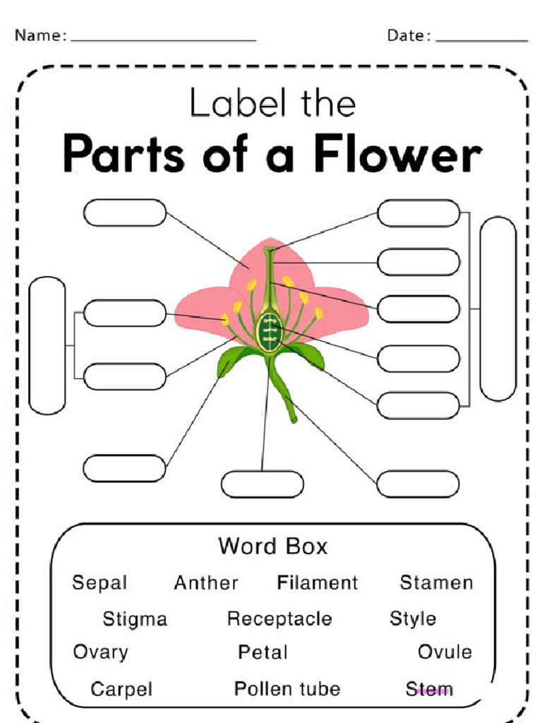 Parts of The Flower Worksheet | PDF