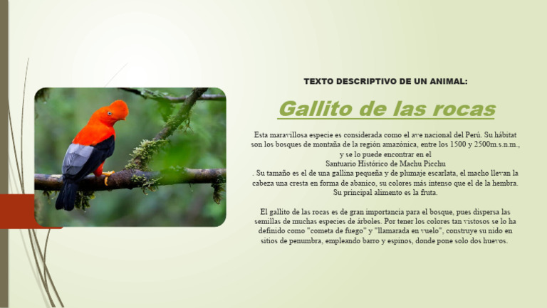 Texto Descriptivo de Un Animal | PDF