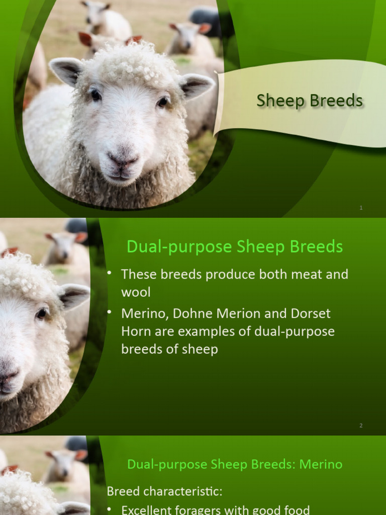 Lesson 3 Sheep Breeds | PDF