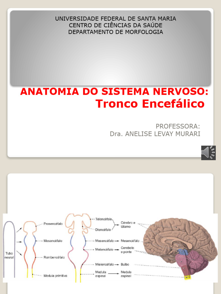 Anatomia do Tronco Encefálico | PDF