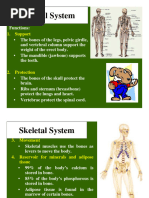 Alpaca Anatomical Atlas | PDF | Pelvis | Human Anatomy
