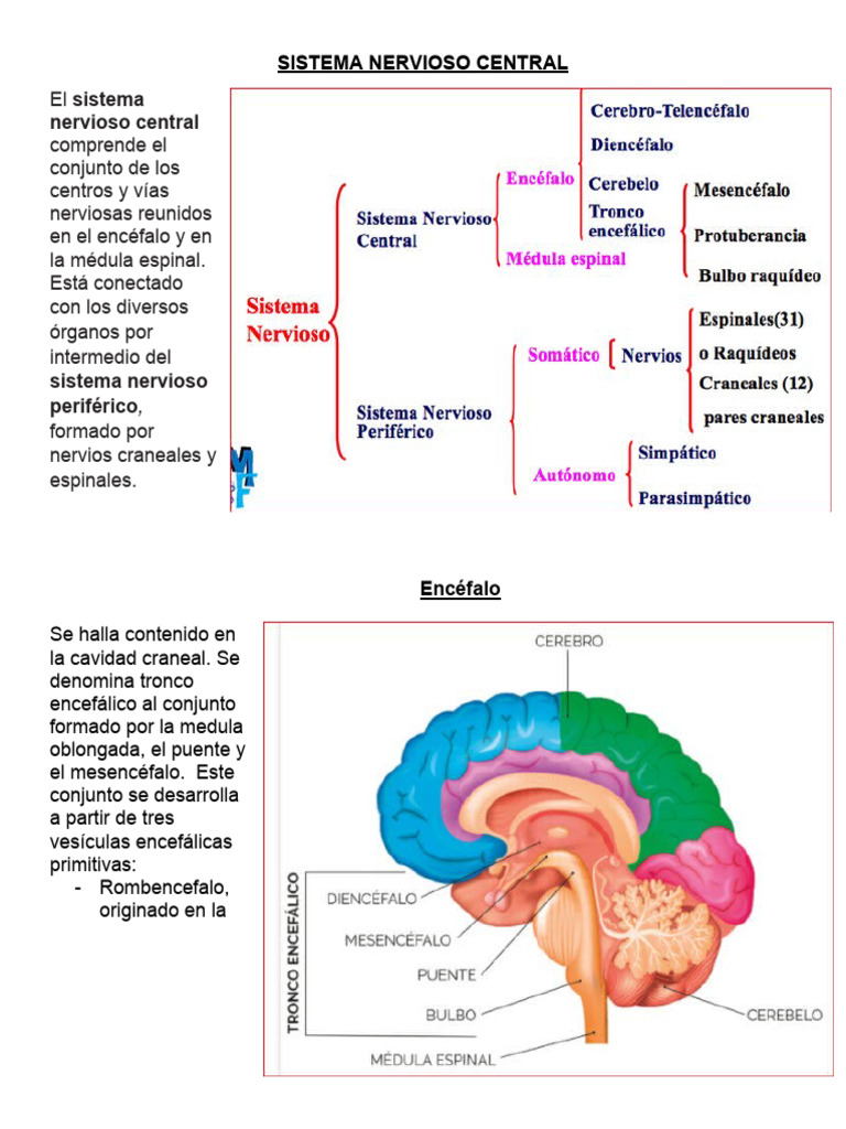 2 Do Parcial | PDF | Sistema nervioso | Médula espinal