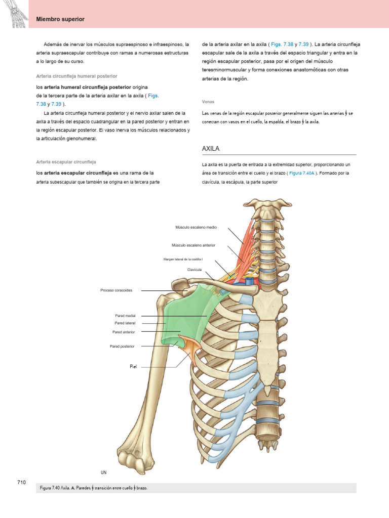 Músculos de La Pared Anterior de La Axila PDF | PDF