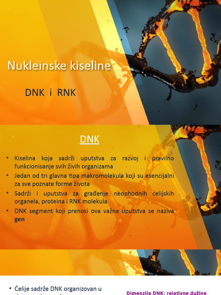 DNK I RNK | PDF