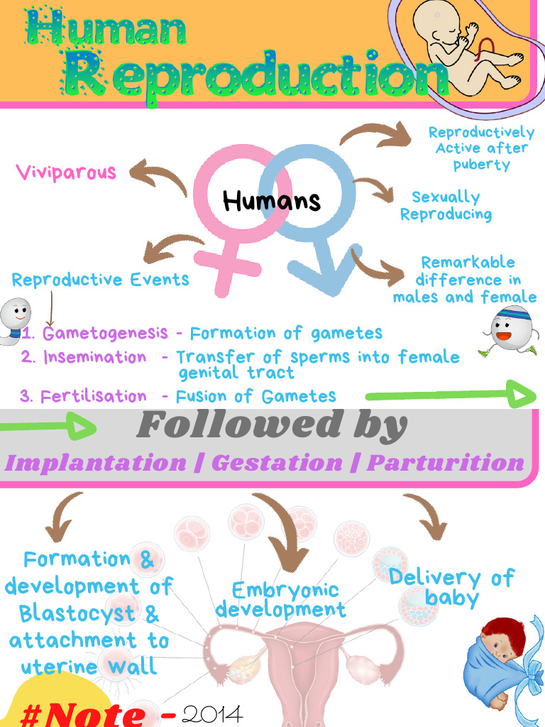 Human Reproduction Full | PDF | Menstrual Cycle | Testicle