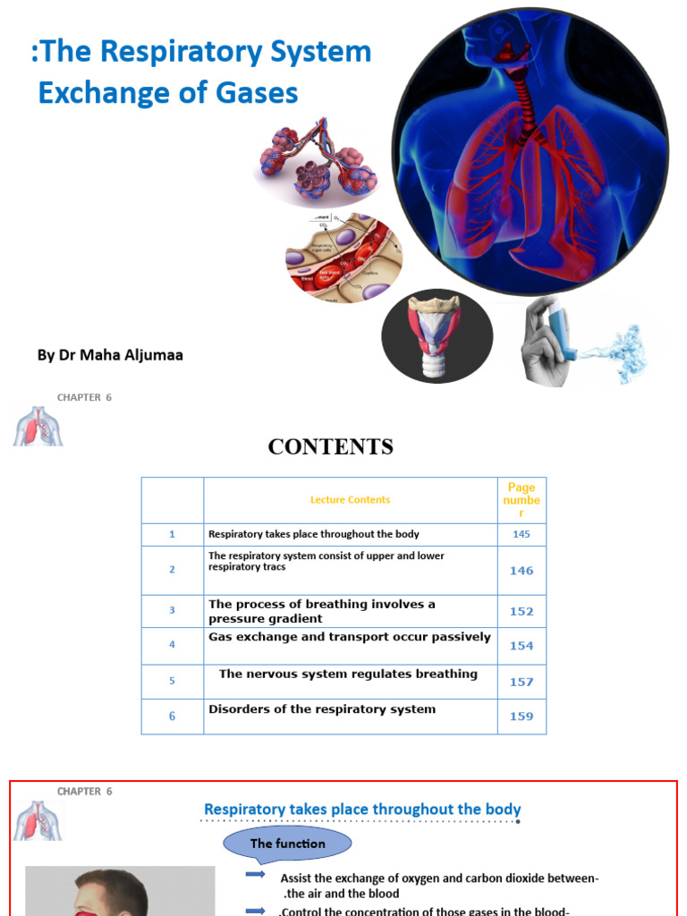 BIO-L8 Respiratory System | PDF