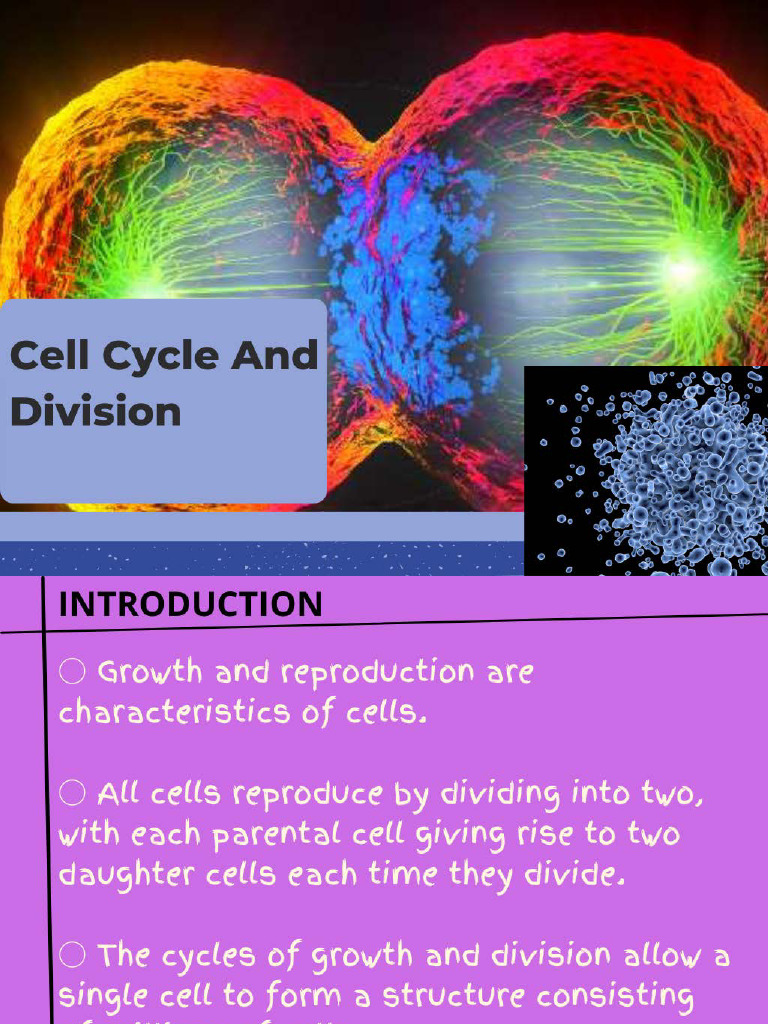 Cell Cycle and Division Class 11 | PDF