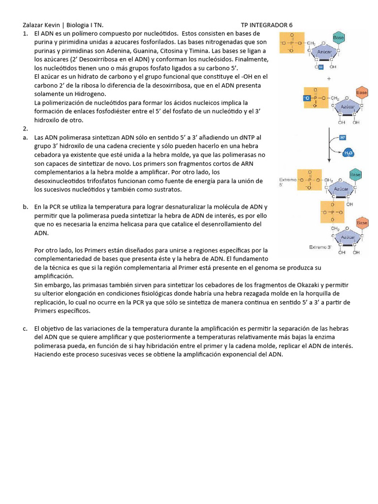 TP Integrador 6 | PDF | Adn | Primer (Biología Molecular)