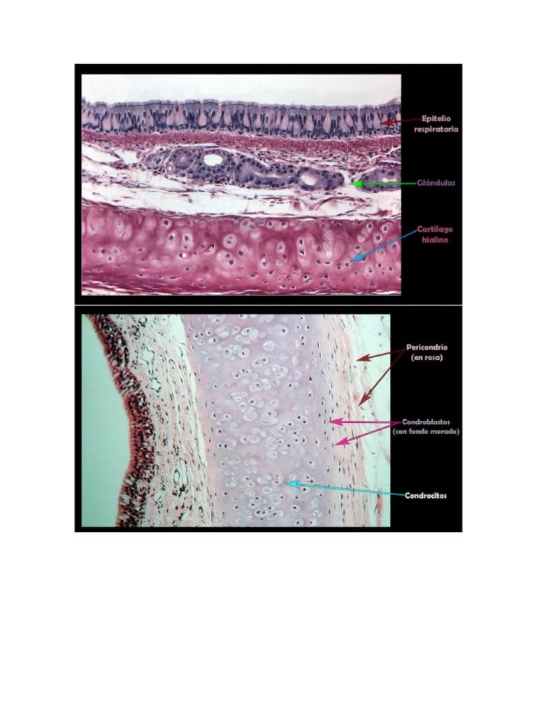 Histo Lab | PDF Histo Lab | PDF