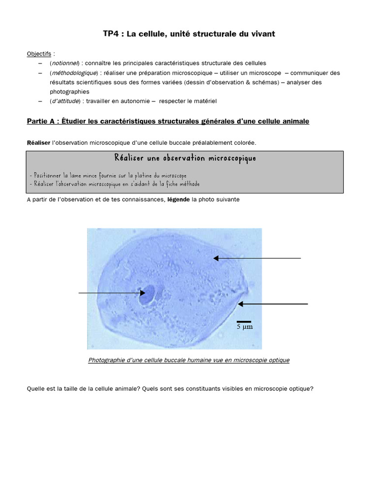 Cellule Unite Structurale Du Vivant | PDF | Sciences et mathématiques
