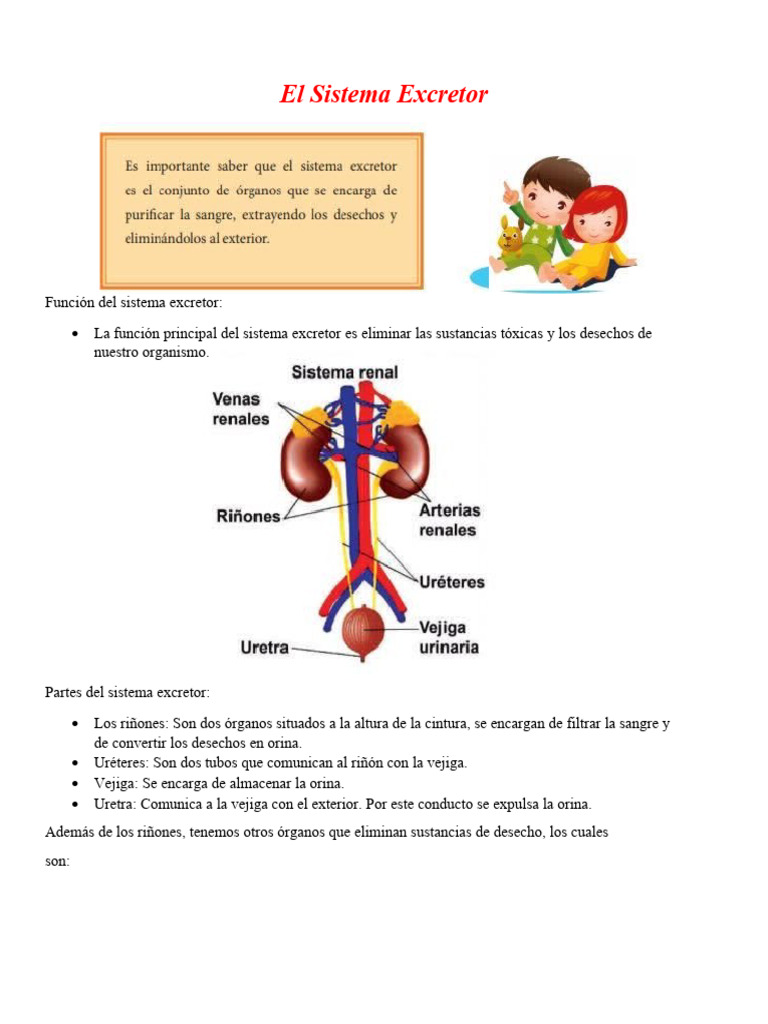Sistema Excretor | PDF | Sistema urinario | Riñón