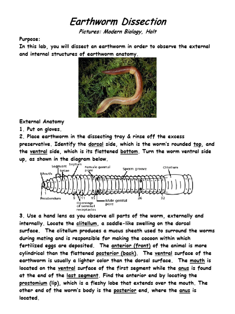Earthworm Dissection | PDF | Biology | Anatomy