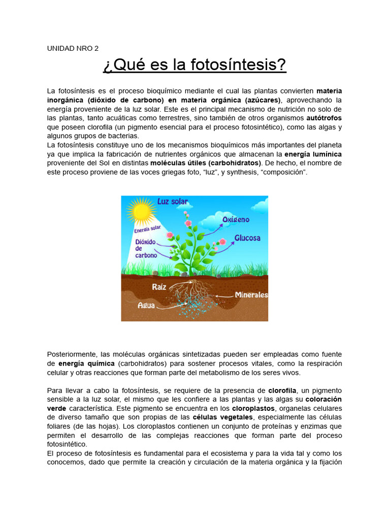 UNIDAD NRO 2-¿Qué Es La Fotosíntesis | PDF
