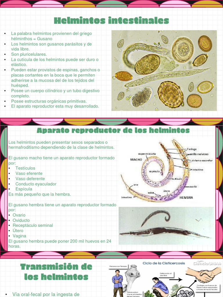 Guía Completa sobre Helmintos Intestinales | PDF
