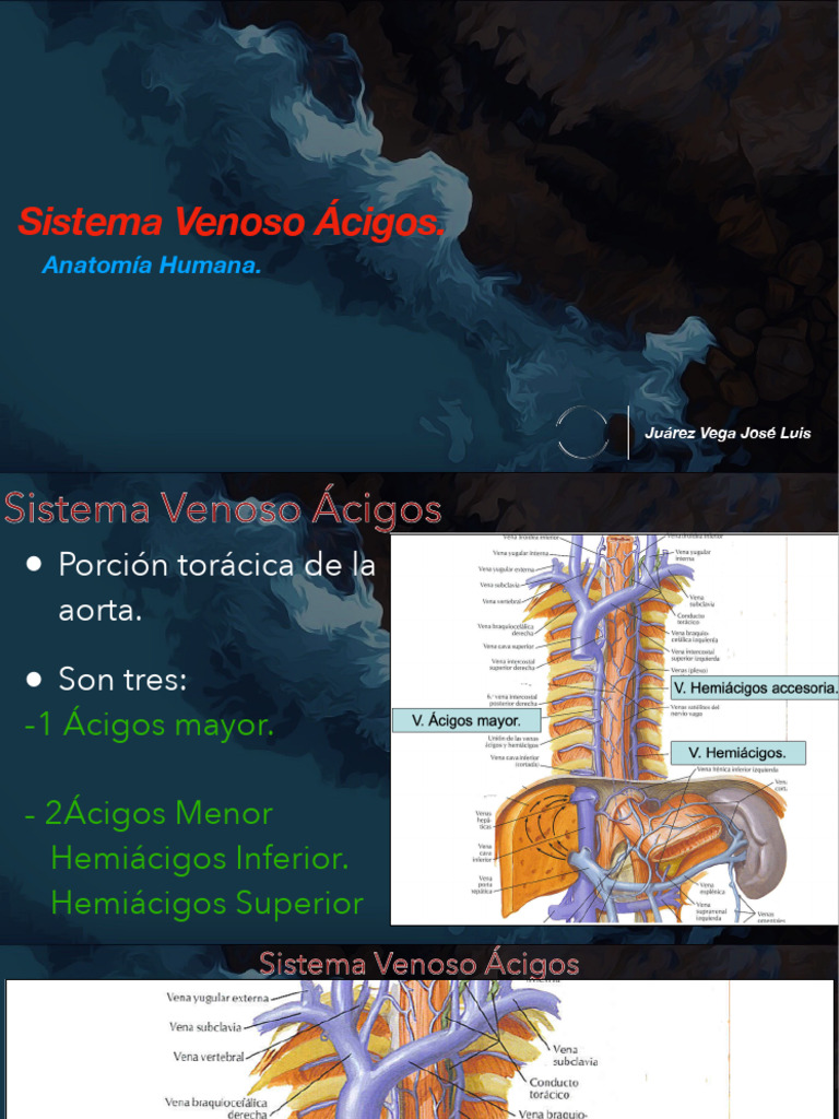 Sistema Venoso Ácigos | PDF | Pulmón | Sistema cardiovascular