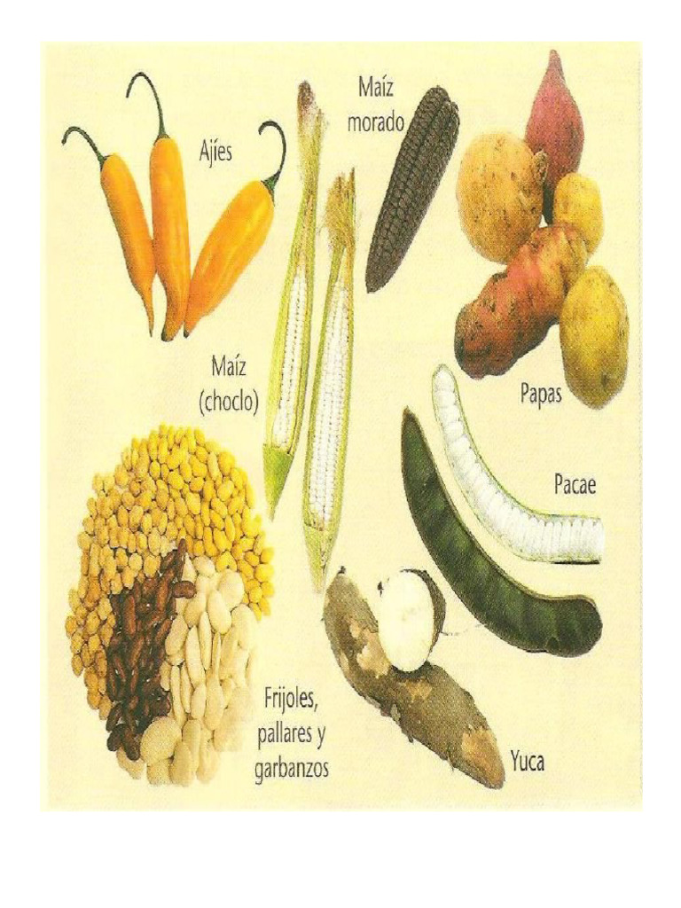 Alimentacion Inca | PDF