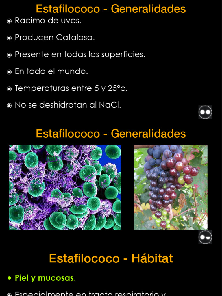 Estafilococo | PDF | Staphylococcus Aureus | Estafilococo