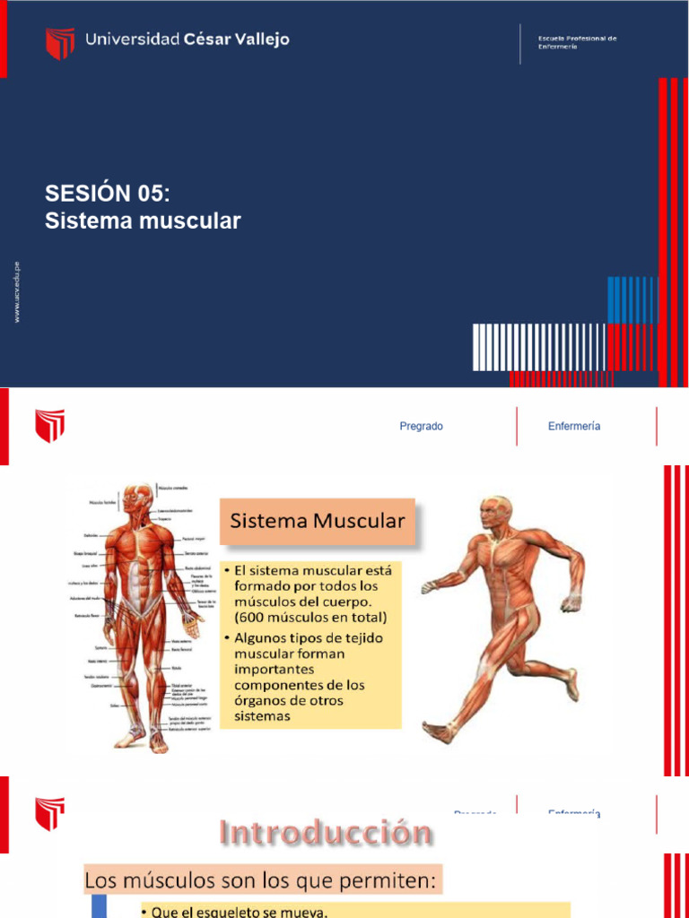 Clase 5. Sistema Muscular | Descargar gratis PDF | Anatomía ...