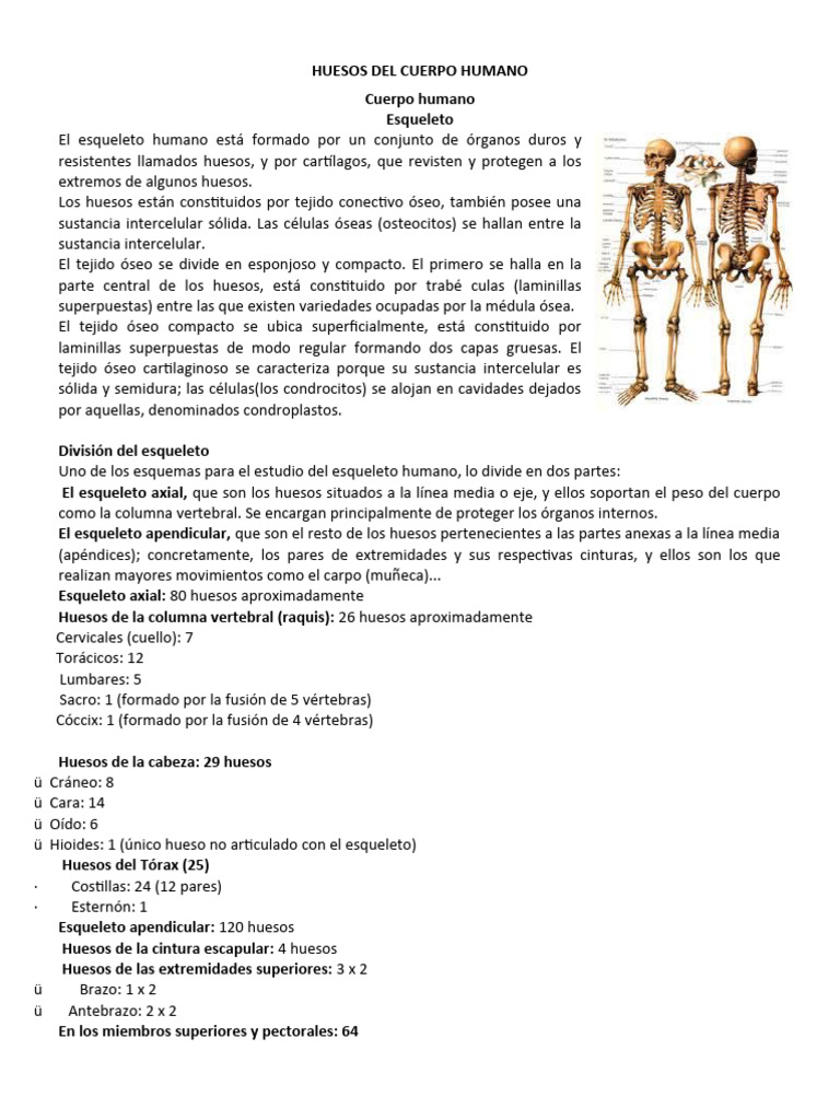 Huesos Del Cuerpo Humano | PDF