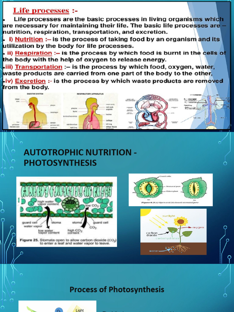 6 Life Process 2 | PDF
