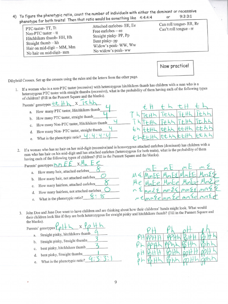Dihybrid Crosses Worksheet Key From Packet | PDF