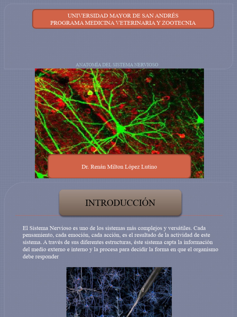 Anatomia Del SNC | PDF | Sinapsis | Sistema nervioso central