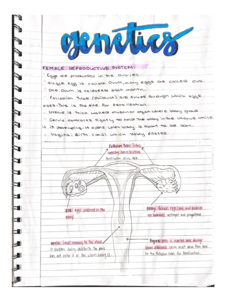 Science Notes Yr10 Genetics | PDF
