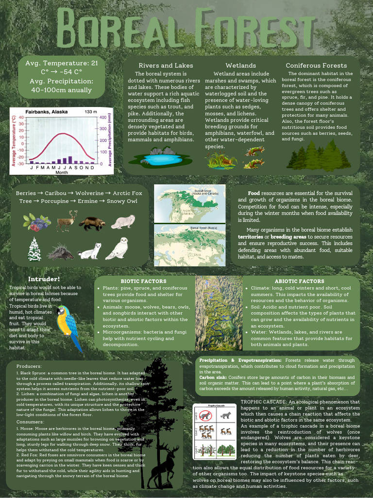 Boreal Forest Infographic | PDF | Ecosystem | Soil