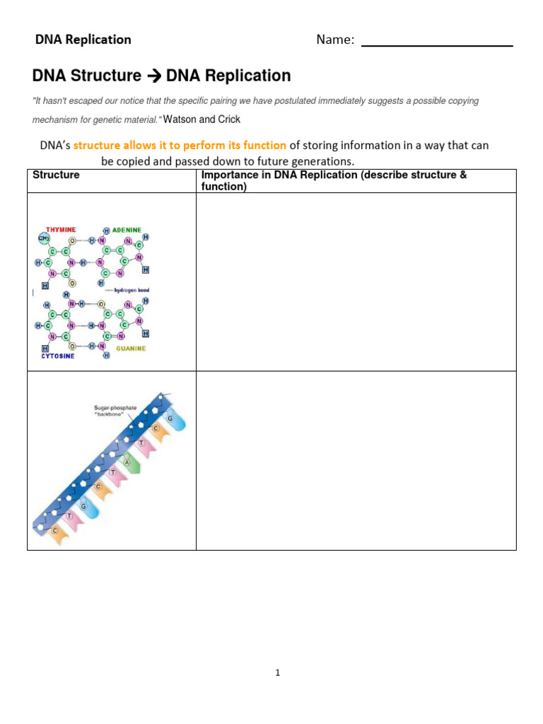 D1.1 (Dna Structure & Replication) | PDF | Dna Replication | Dna