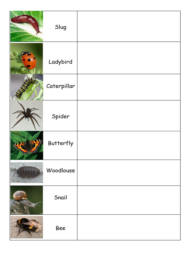 Minibeast Tally Sheet May | PDF