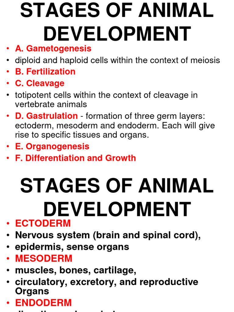 Stages of Animal Development and Male Reproductive System | PDF ...