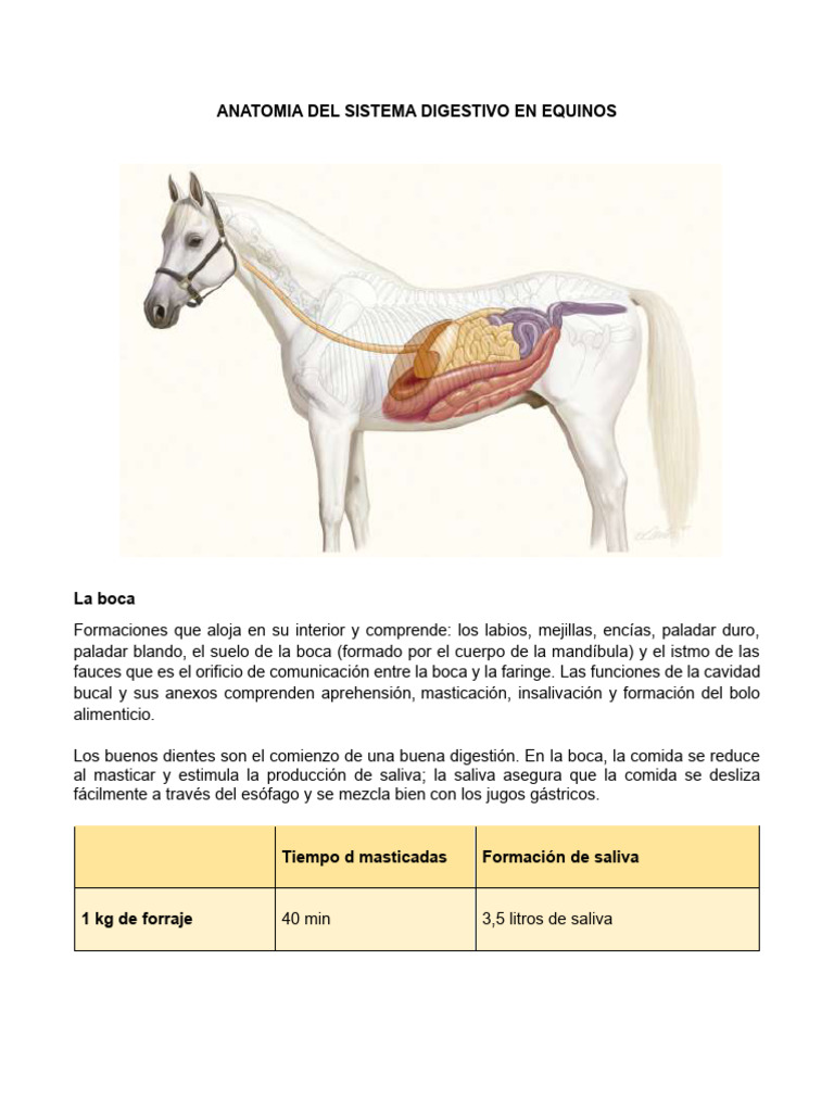 Anatomía del Sistema Digestivo Equino | PDF | Intestino grueso | Boca