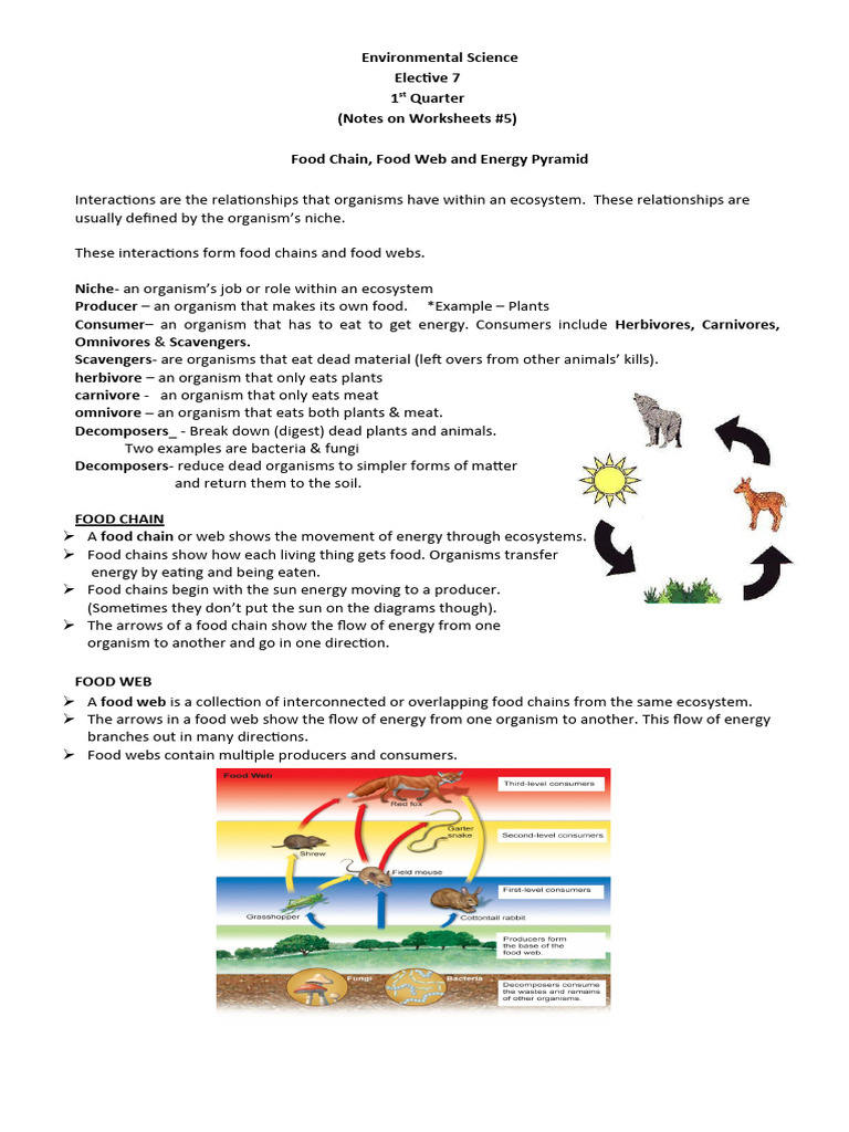 Food Chains and Webs Worksheet Answers | PDF | Food Web | Foods