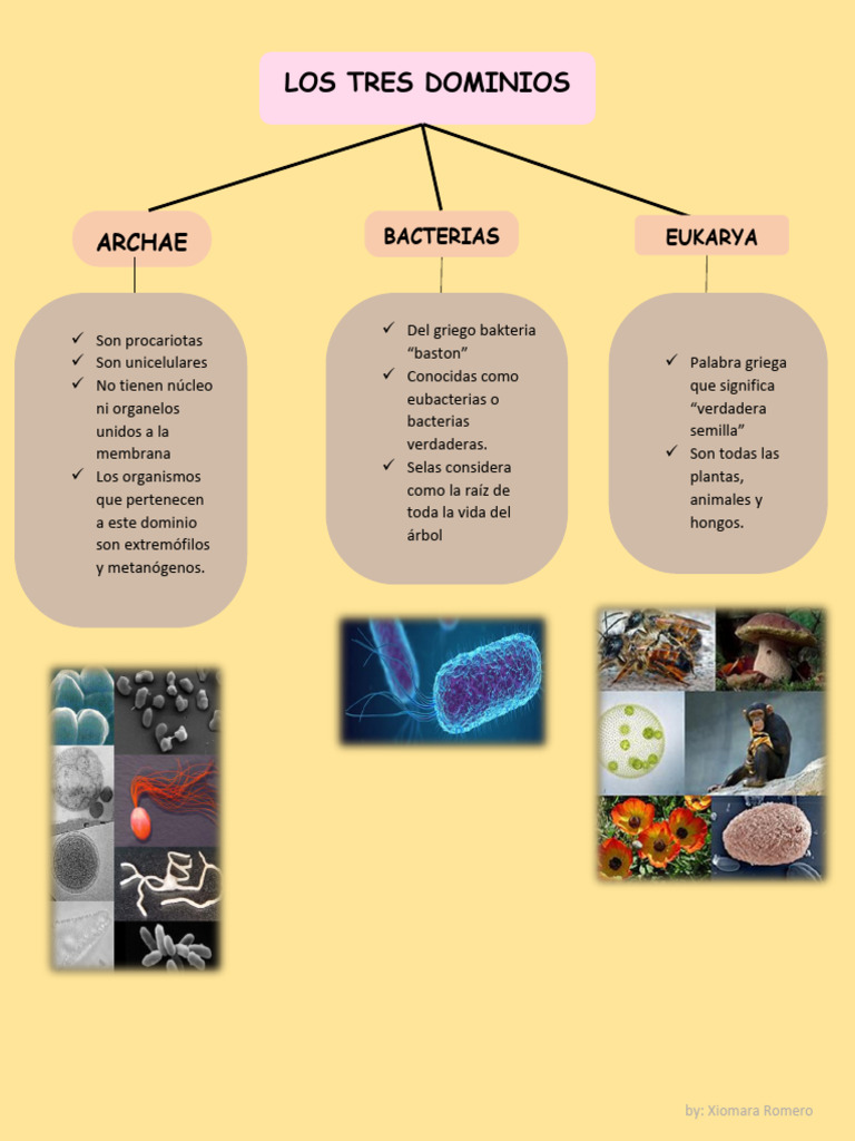3 DOMINIOS - MAPA CONCEPTUAL S5 | PDF