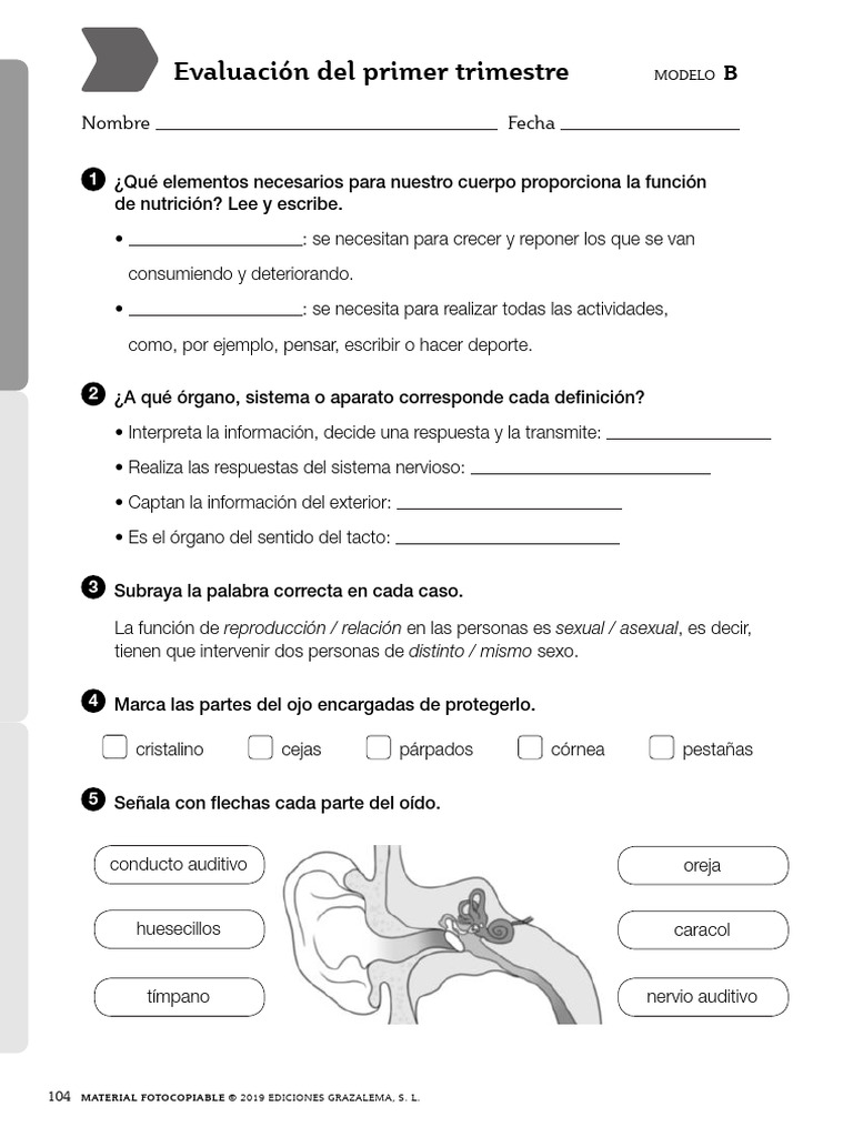 Evaluación Ciencias Naturales 4º Primaria 1º Trimestre Santillana | PDF