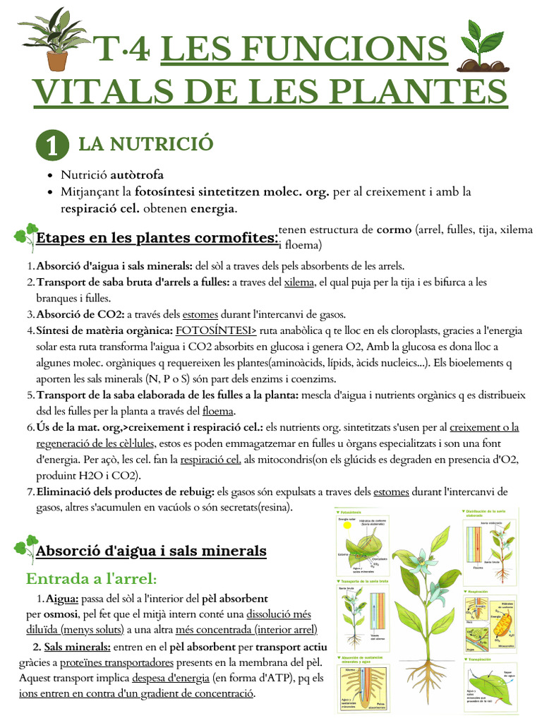 T·4 LES FUNCIONS VITALS DE LES PLANTES | PDF