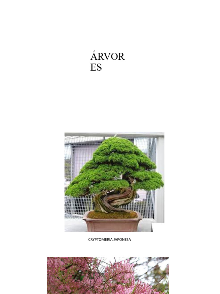 ÁRVORES | PDF