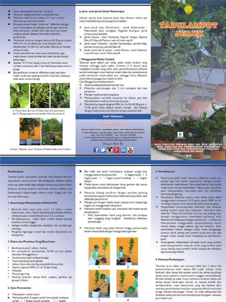 Tabulampot Jeruk - Balitjestro - BITE2020 | PDF