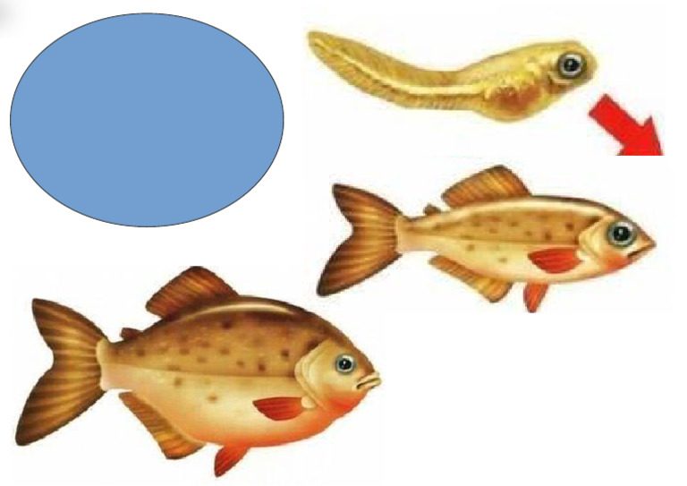 Ciclo Del Pesacado | PDF