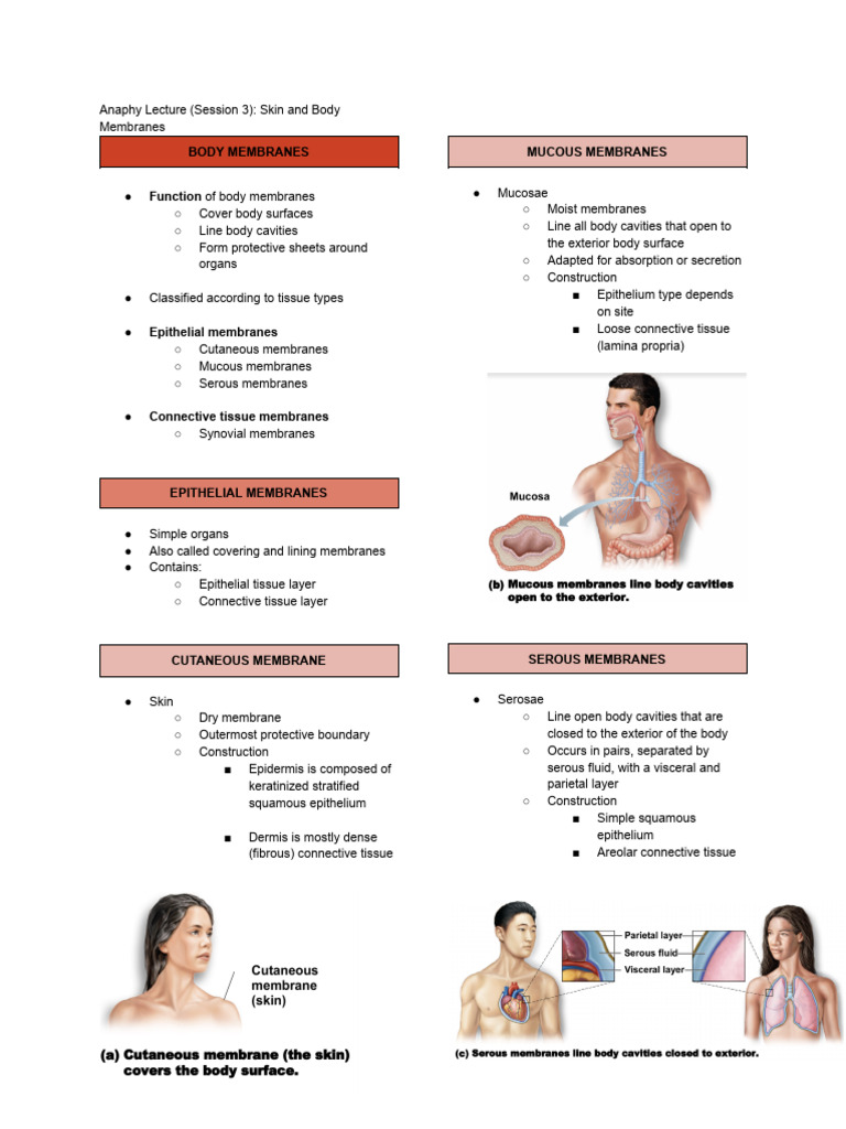 Anaphy Lecture (Session 3) Skin Adn Body Membranes | PDF